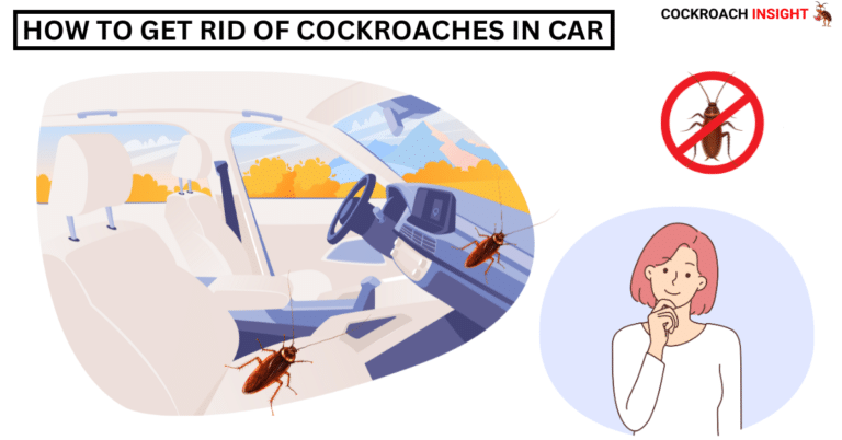 How To Treat And Prevent Cockroach Bites
