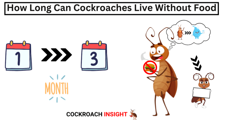 How To Treat And Prevent Cockroach Bites