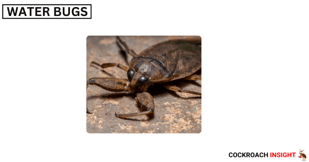 Bugs That Look Like Cockroaches | How To Identify Each One